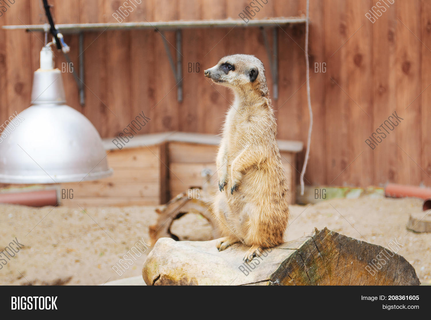 Meerkat Surikat Image & Photo (Free Trial) | Bigstock