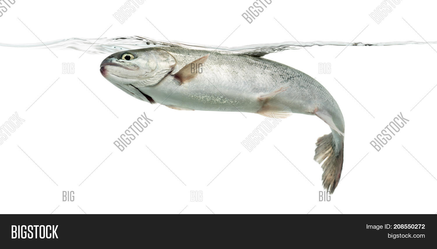 Blue Rainbow Trout Image & Photo (Free Trial) | Bigstock