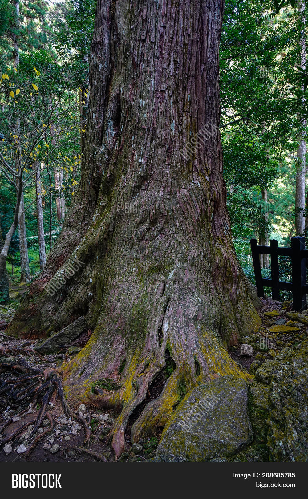 Huge Trees Kumano Kodo Image & Photo (Free Trial) | Bigstock