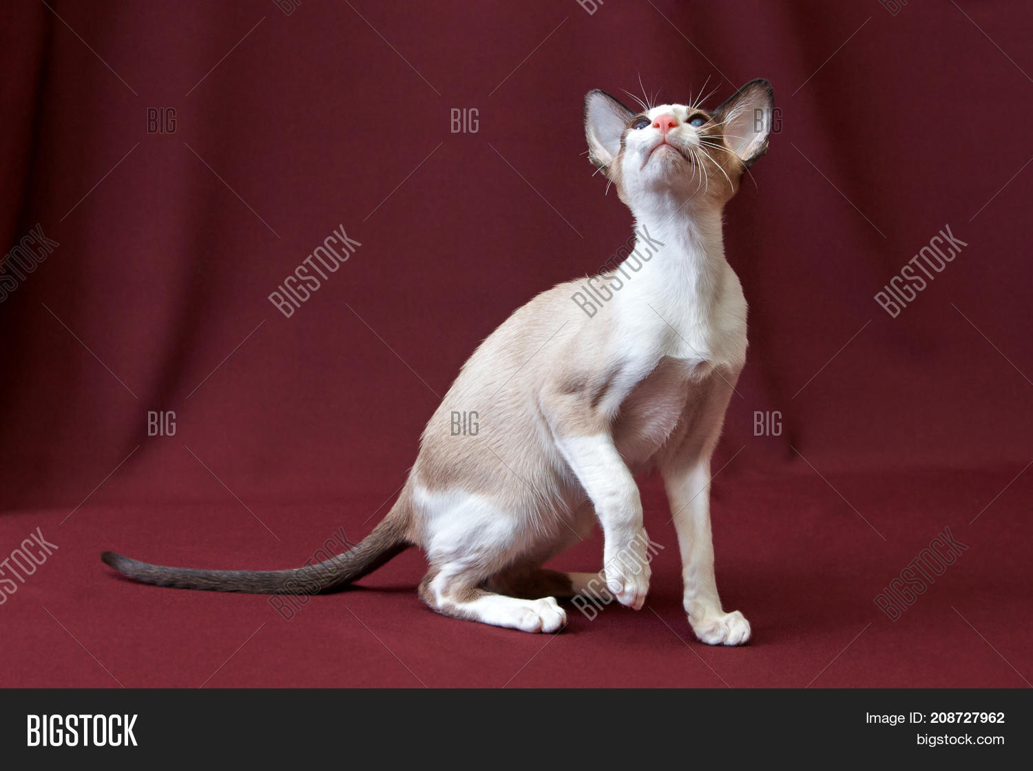Cat On Podium Cats Image & Photo (Free Trial) | Bigstock