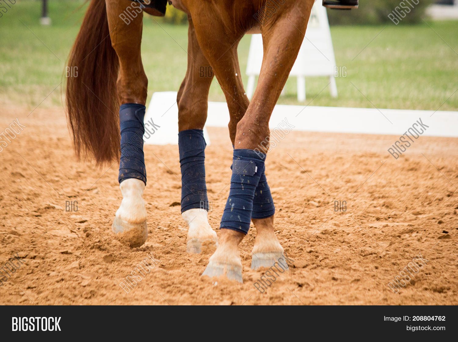 Close Horse Legs Arena Image & Photo (Free Trial) | Bigstock