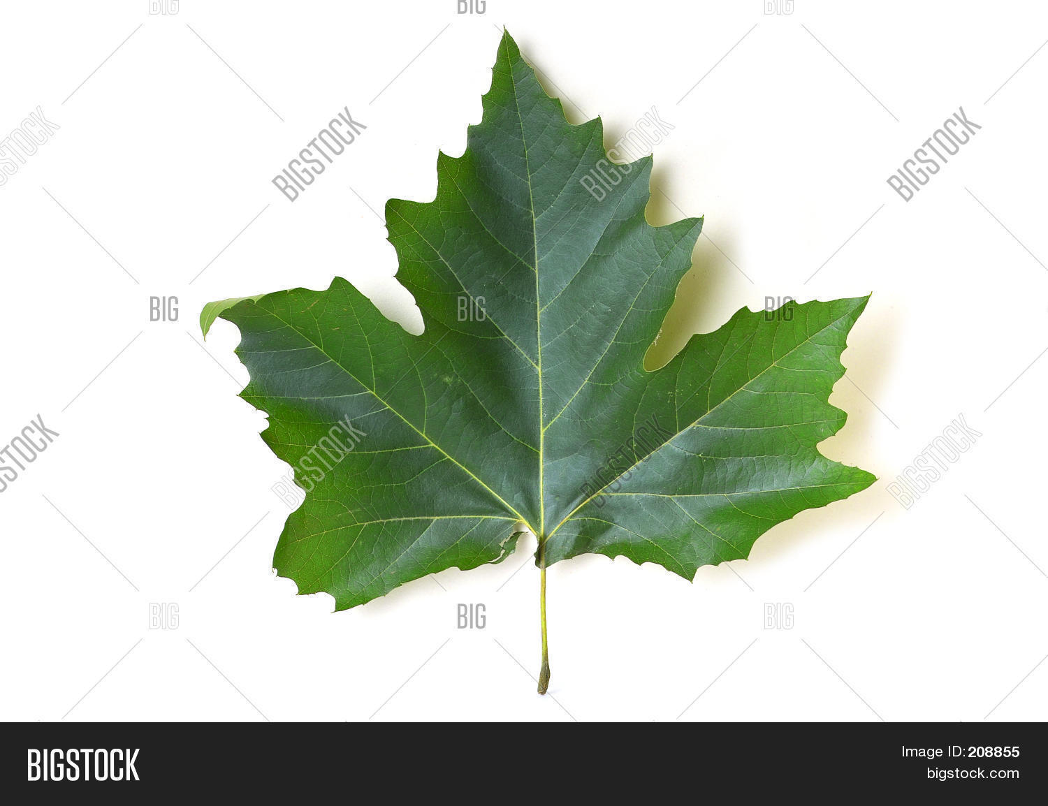 Maple Leaf Image & Photo (Free Trial) | Bigstock
