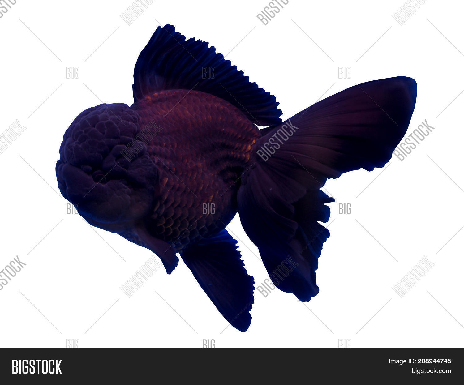 Black Oranda Goldfish Image & Photo (Free Trial) | Bigstock