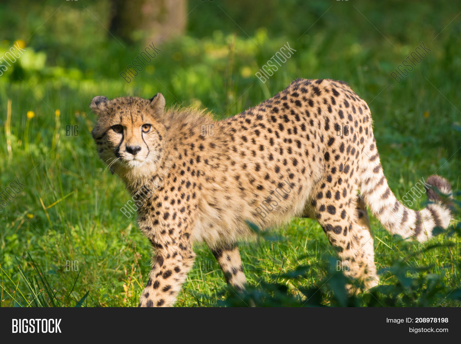 Red List Animal - Image & Photo (Free Trial) | Bigstock