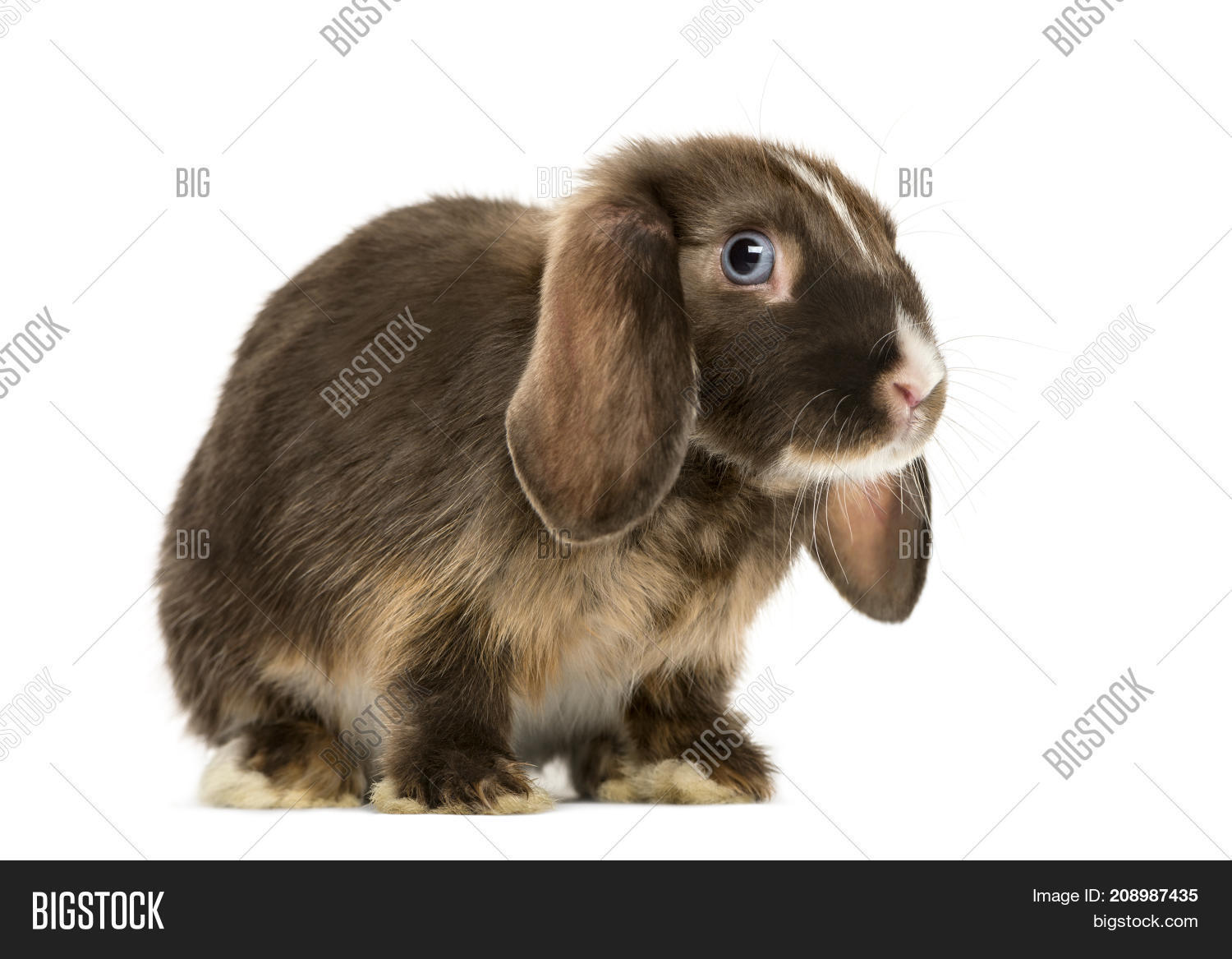 Mini Lop Rabbit Image & Photo (Free Trial) | Bigstock