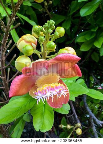Close Shorea Robusta, Image & Photo (Free Trial) | Bigstock