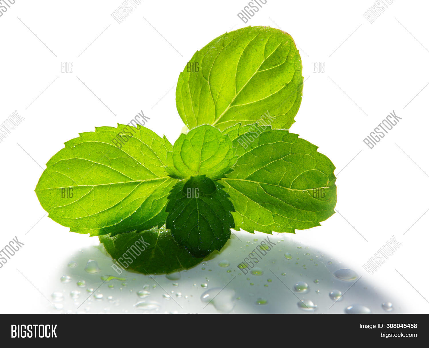 Green Fresh Mint Image & Photo (Free Trial) | Bigstock
