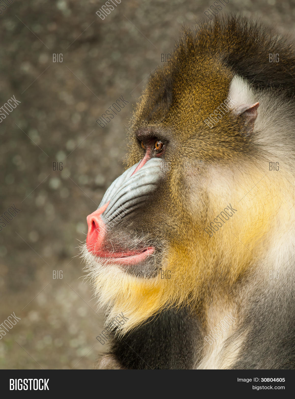 Baboon Face Profile