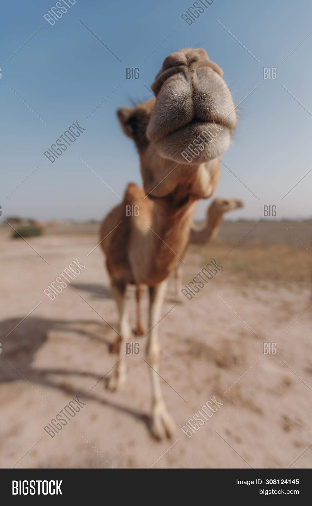 Two Camels Stand Image & Photo (Free Trial) | Bigstock