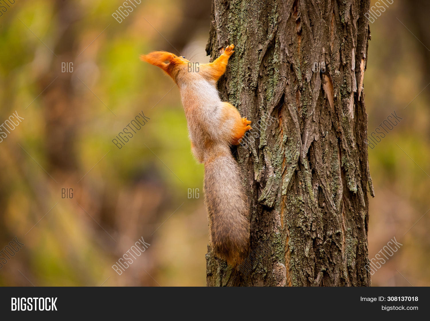 Wild Squirrel Captured Image & Photo (Free Trial) | Bigstock