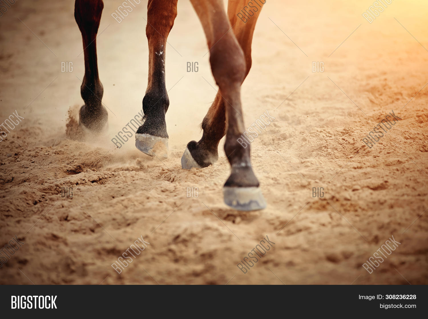 Dust Under Horse's Image & Photo (Free Trial) | Bigstock