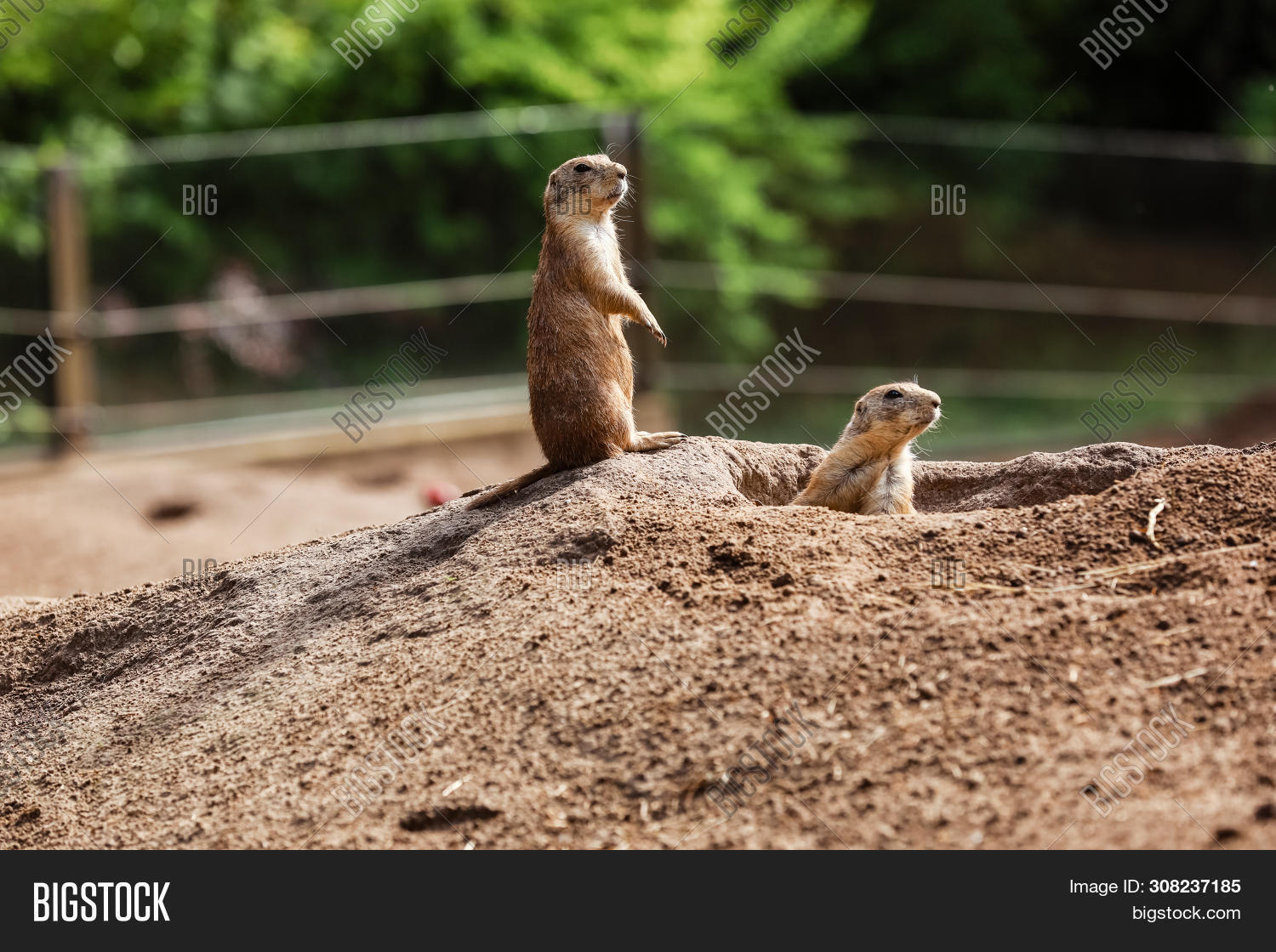 Two Marmota. Cute Wild Image & Photo (Free Trial) | Bigstock