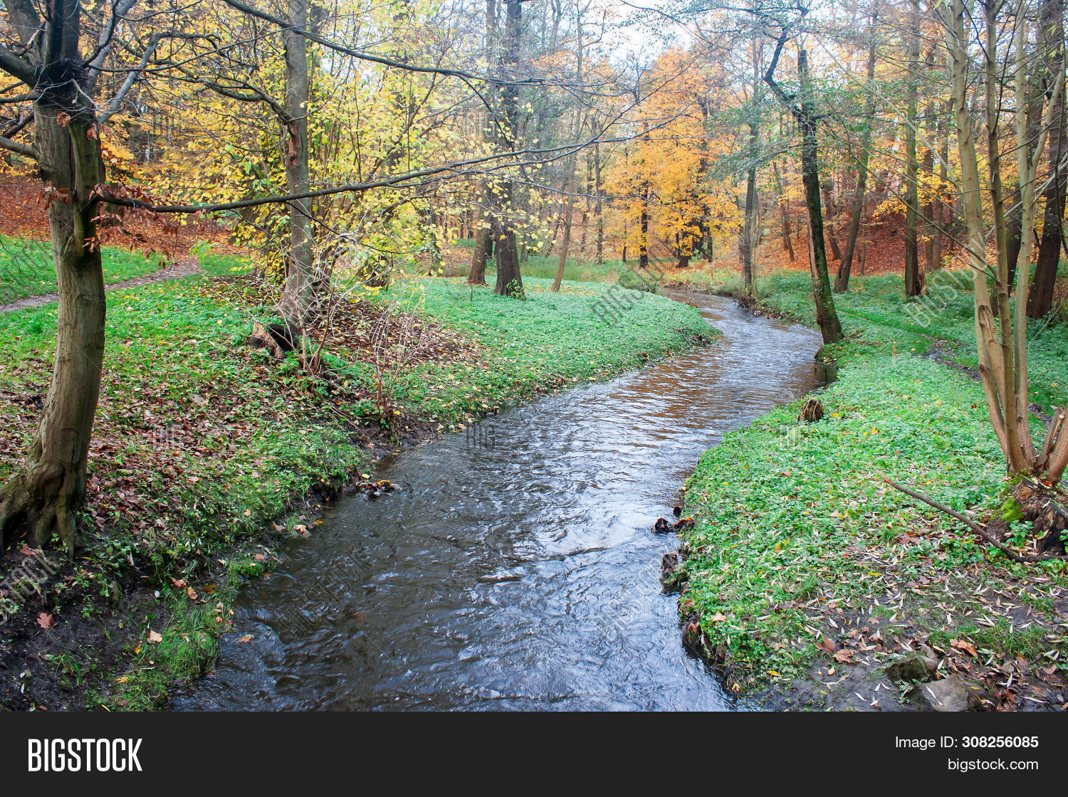 Flowing Creek Forest Image & Photo (Free Trial) | Bigstock