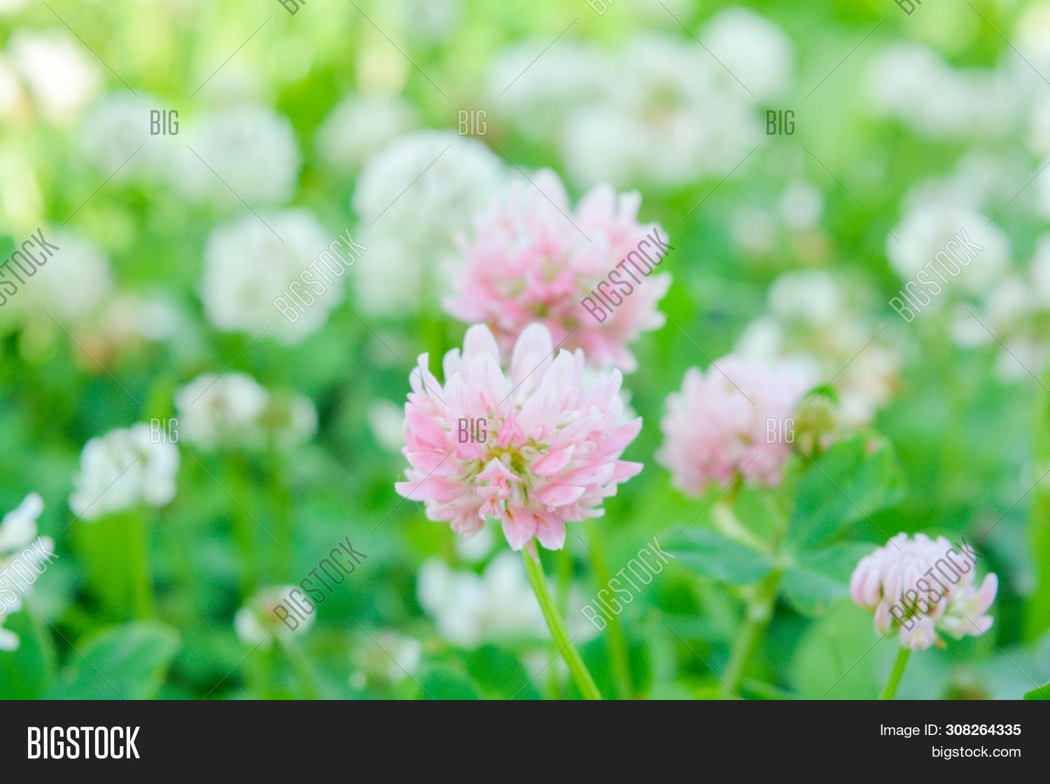 Pink Clover Aka Image & Photo (Free Trial) | Bigstock