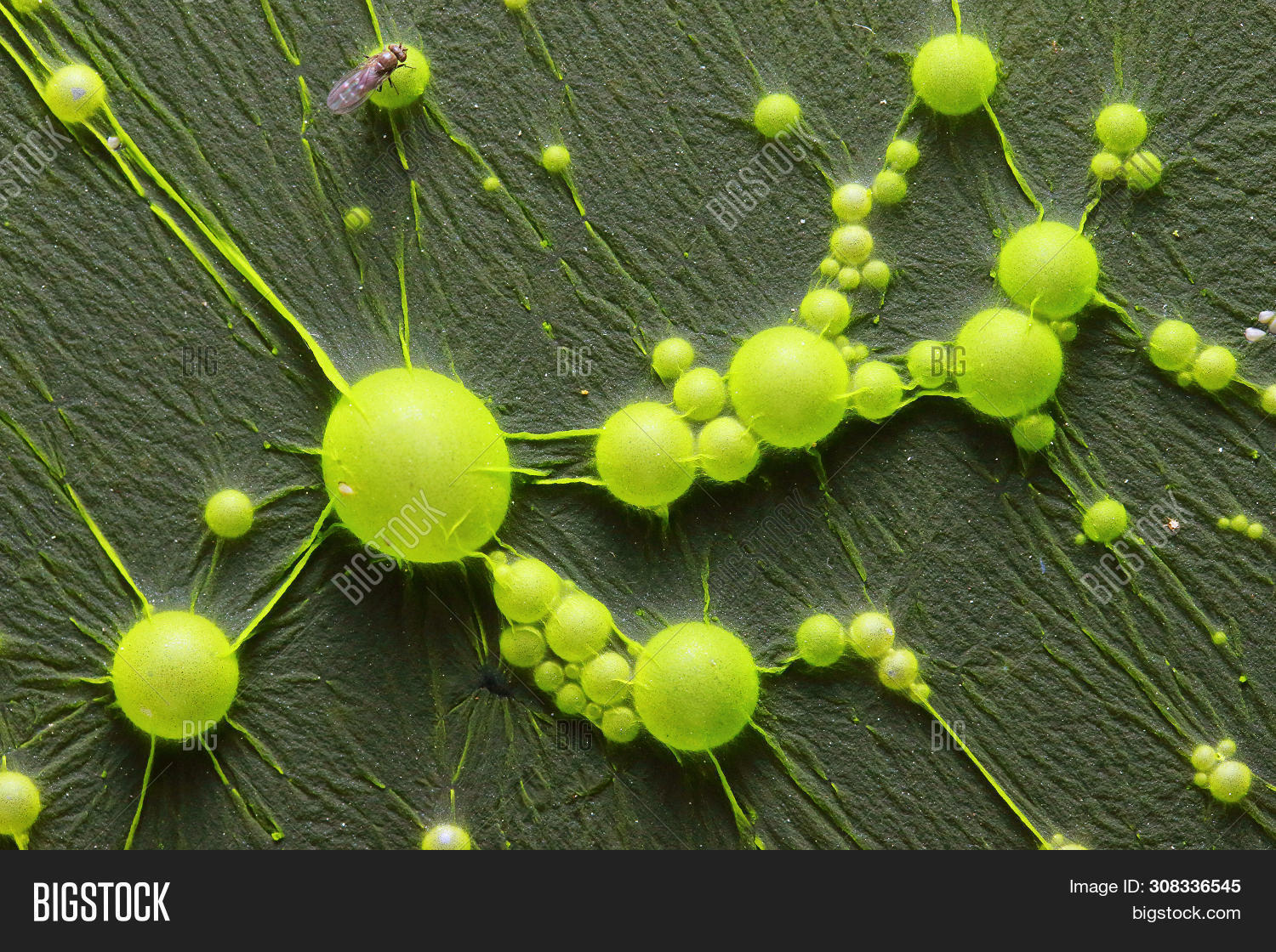 Cyanobacteria, Known Image & Photo (Free Trial) | Bigstock