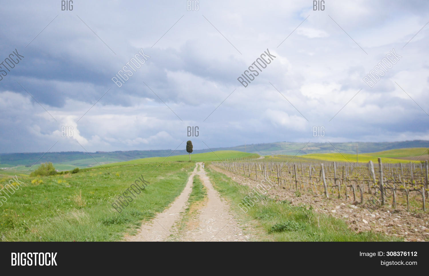Fresh Green Field Path Image & Photo (Free Trial) | Bigstock