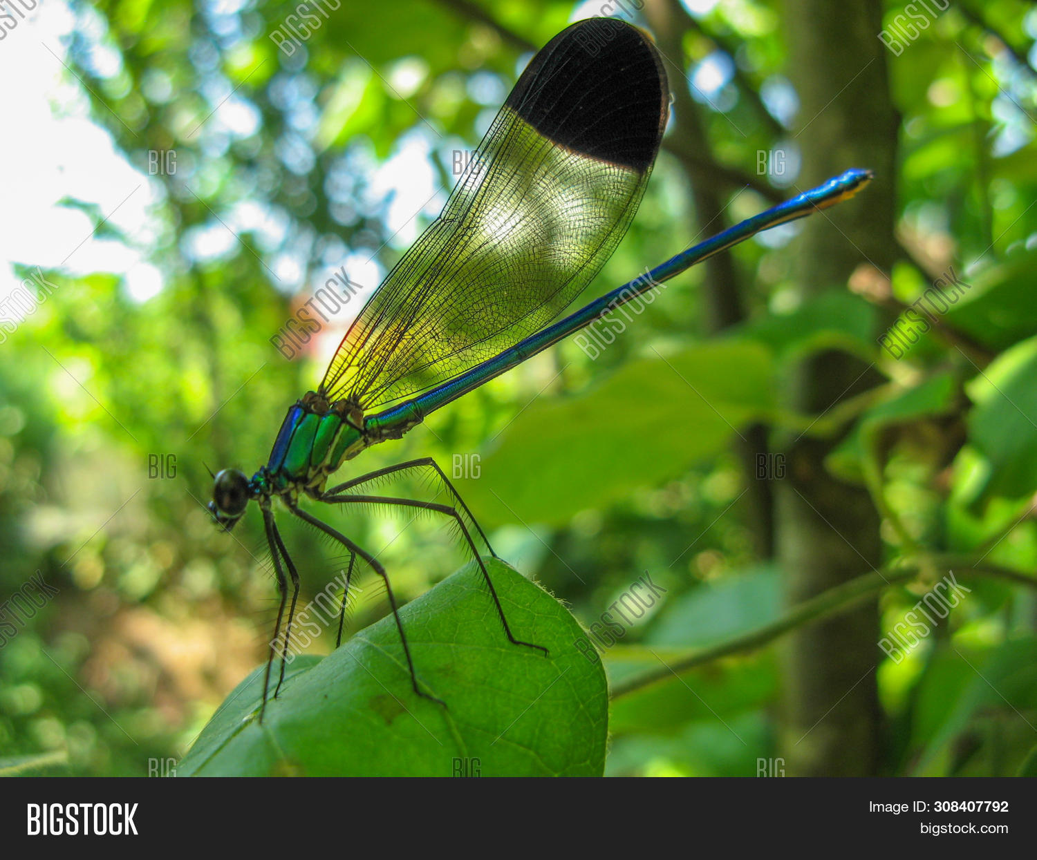 Colorful Dragonfly On Image & Photo (Free Trial) | Bigstock