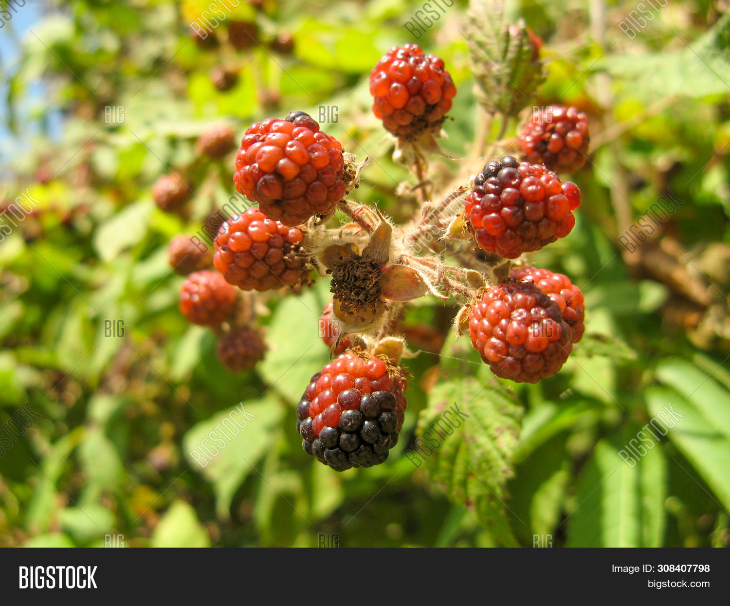 Wild Organic Image & Photo (Free Trial) | Bigstock