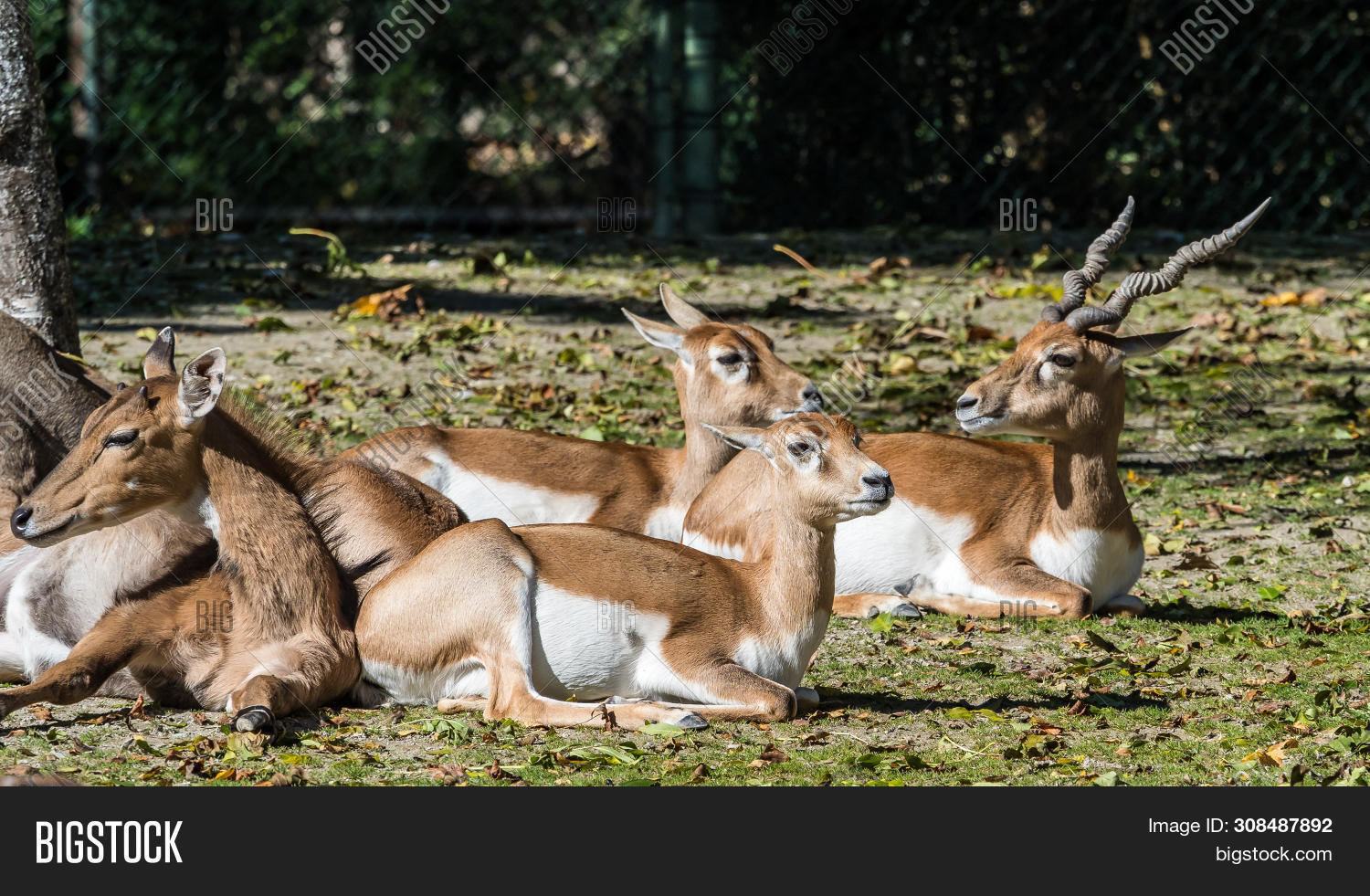 Indian Blackbuck, Image & Photo (Free Trial) | Bigstock