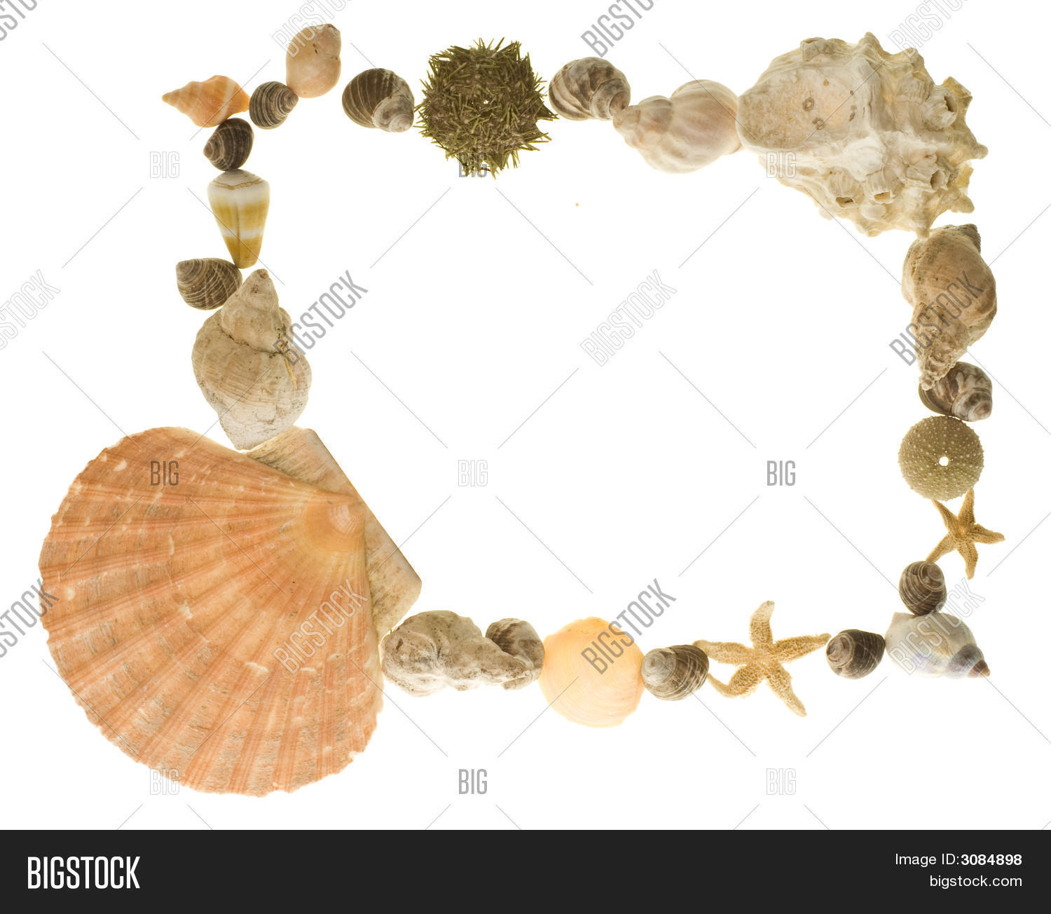 Sea Life Border Image & Photo (Free Trial) | Bigstock