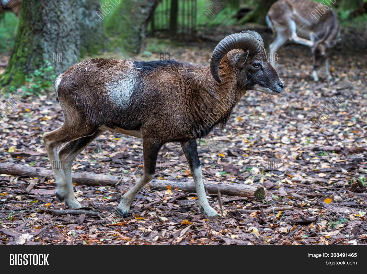 European Mouflon, Ovis Image & Photo (Free Trial) | Bigstock