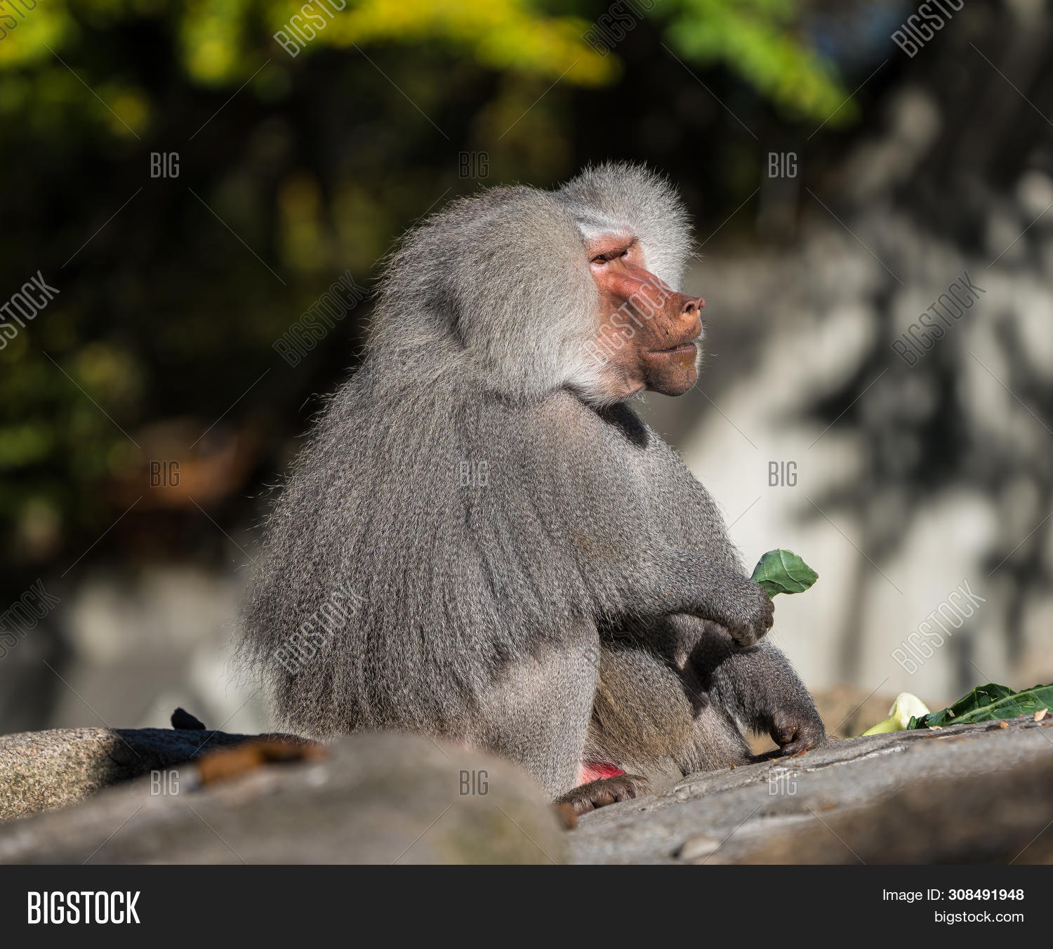 Hamadryas Baboon, Image & Photo (Free Trial) | Bigstock