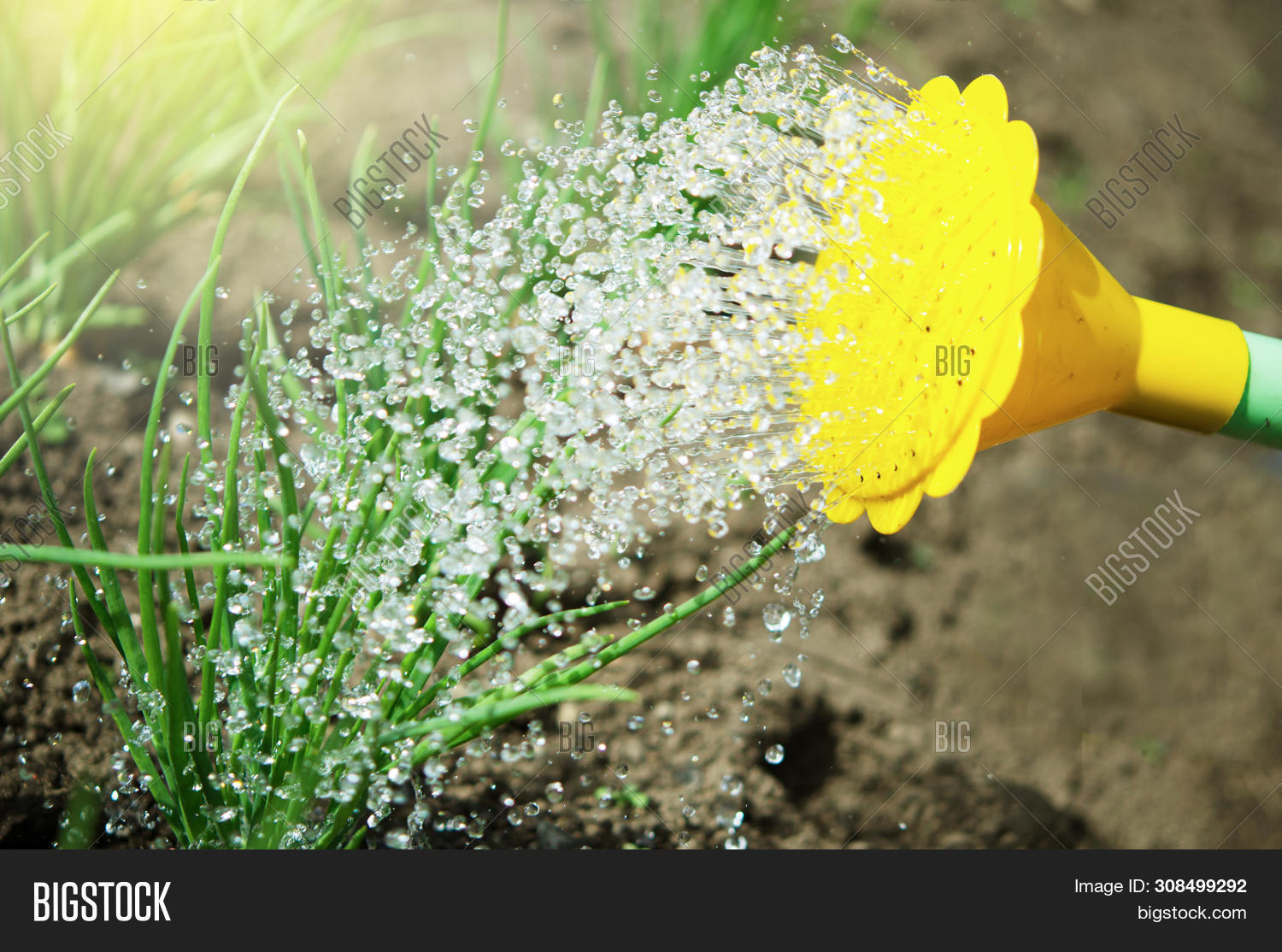 Watering Plants Image & Photo (Free Trial) | Bigstock