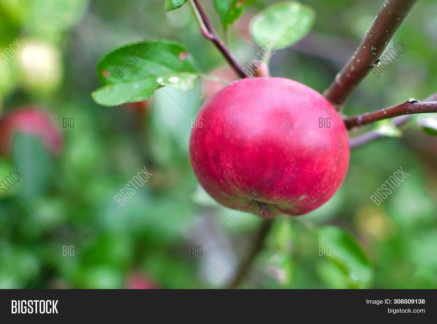 Fresh Red Apples On Image & Photo (Free Trial) | Bigstock