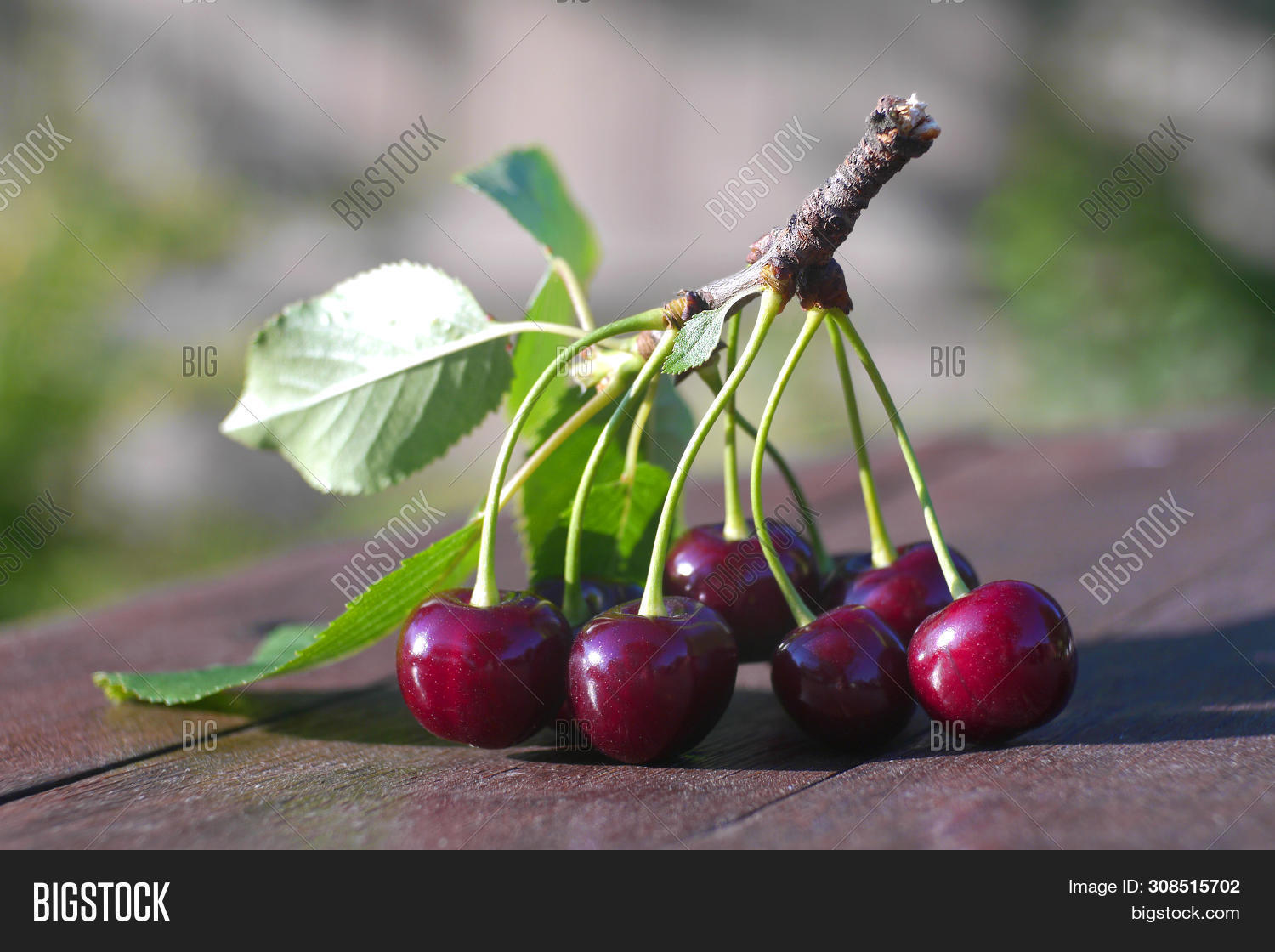 Fresh Cherries On Image & Photo (Free Trial) | Bigstock