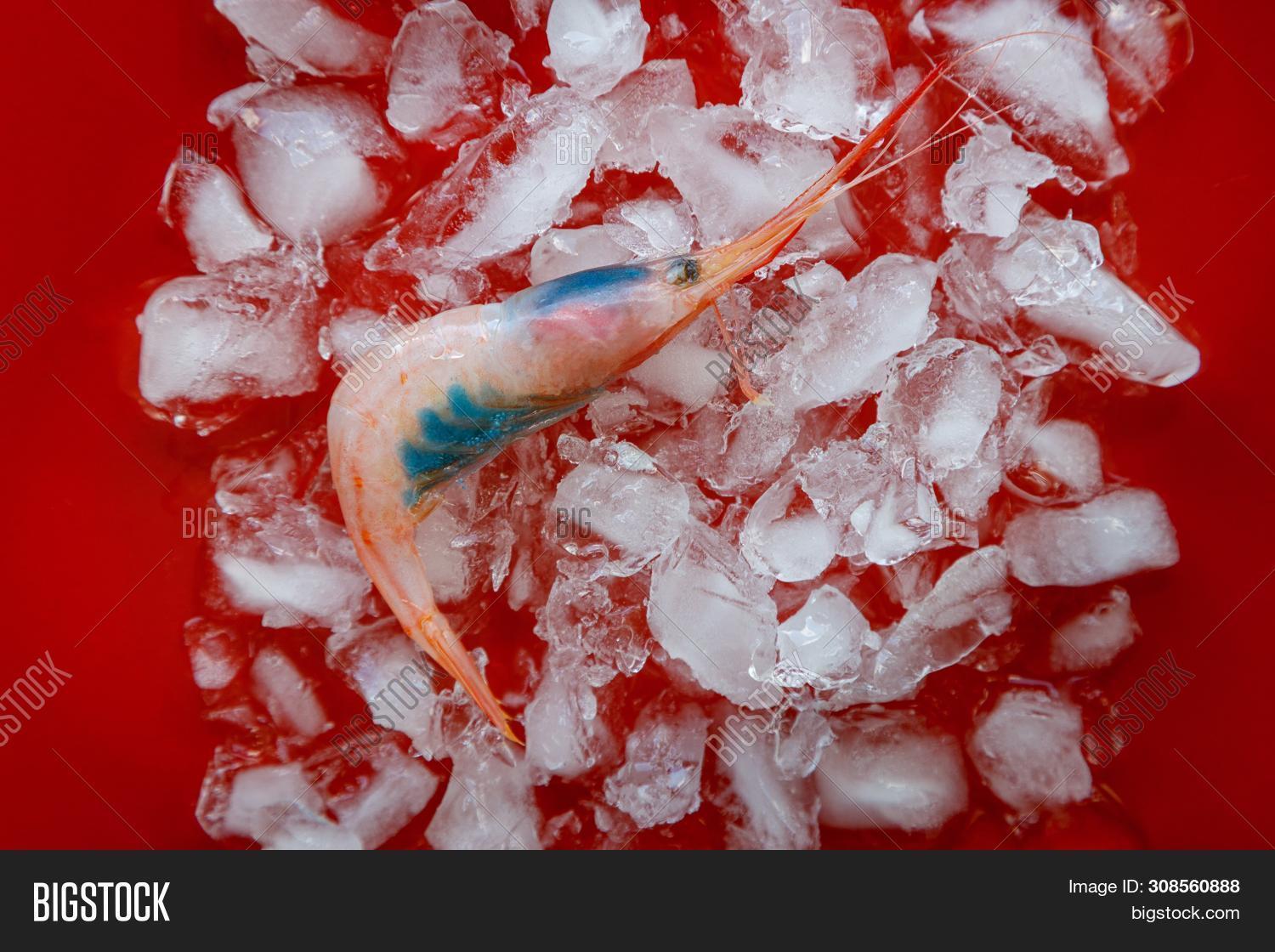 Shrimp On Crushed Ice Image & Photo (Free Trial) | Bigstock