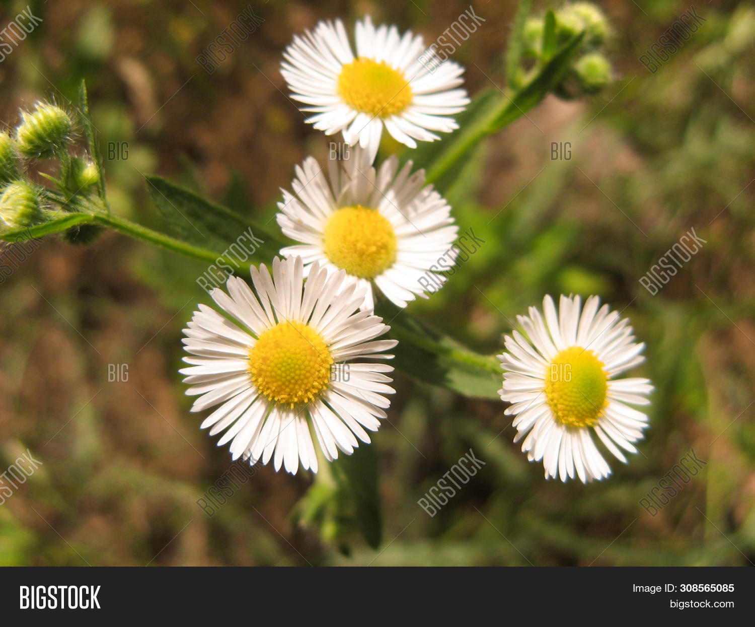 Closeup Wild Daisy Image & Photo (Free Trial) | Bigstock