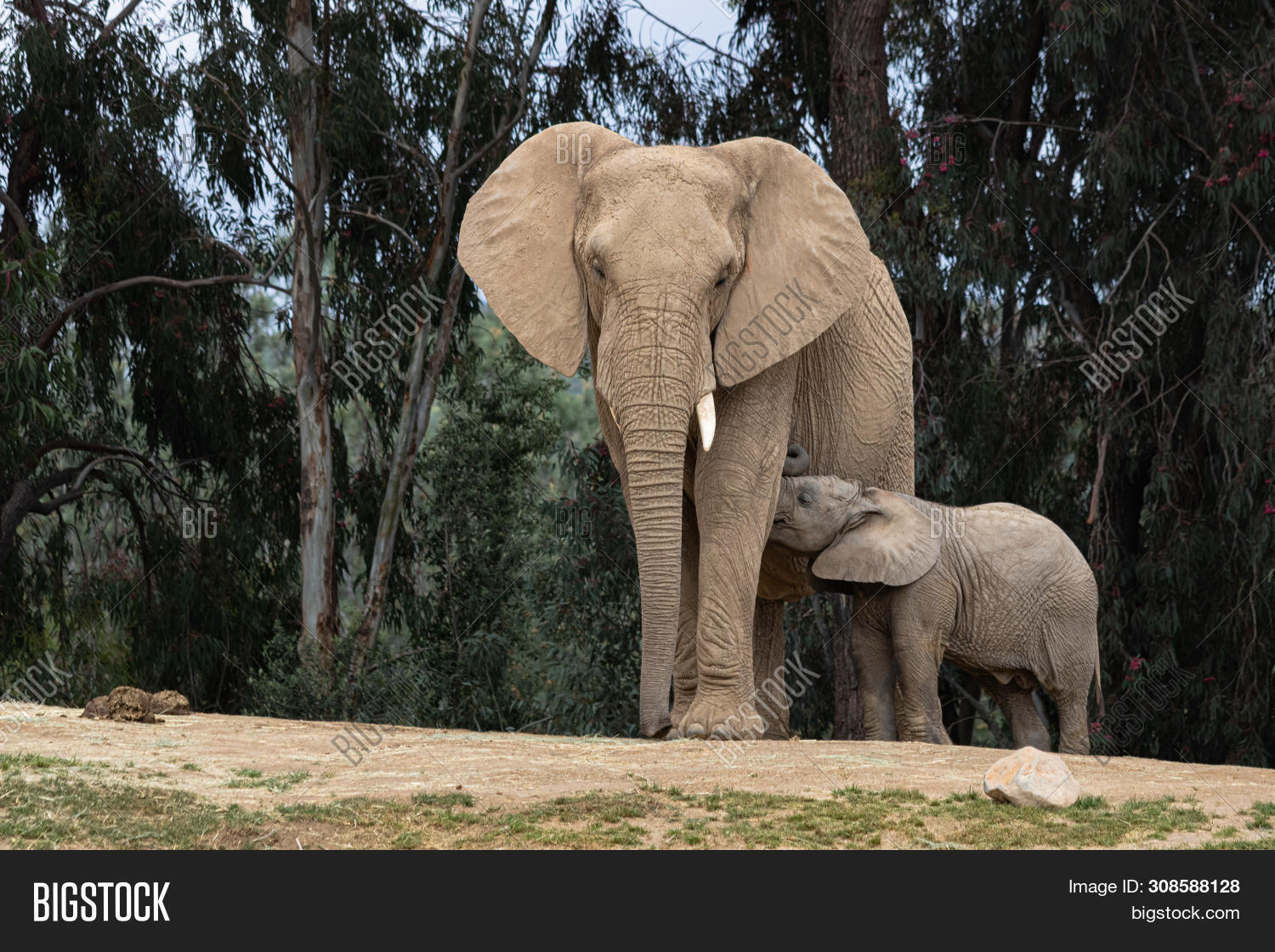 African Elephants, Image & Photo (Free Trial) | Bigstock
