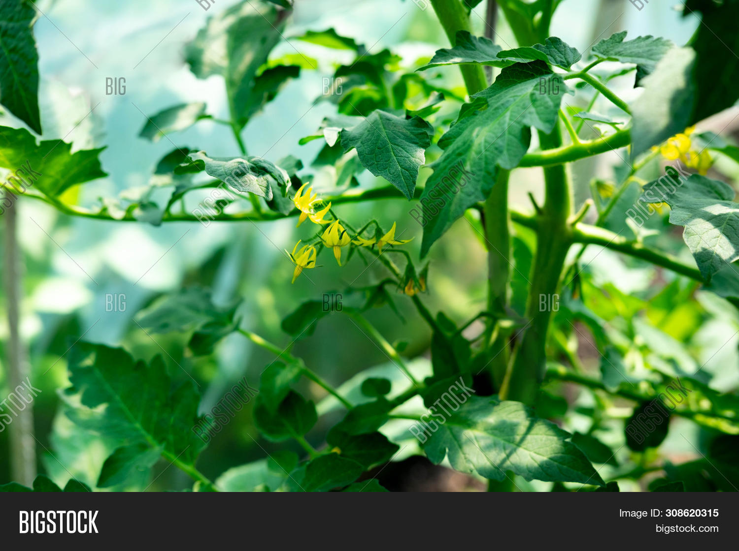 Closeup Tomato Bush Image & Photo (Free Trial) | Bigstock