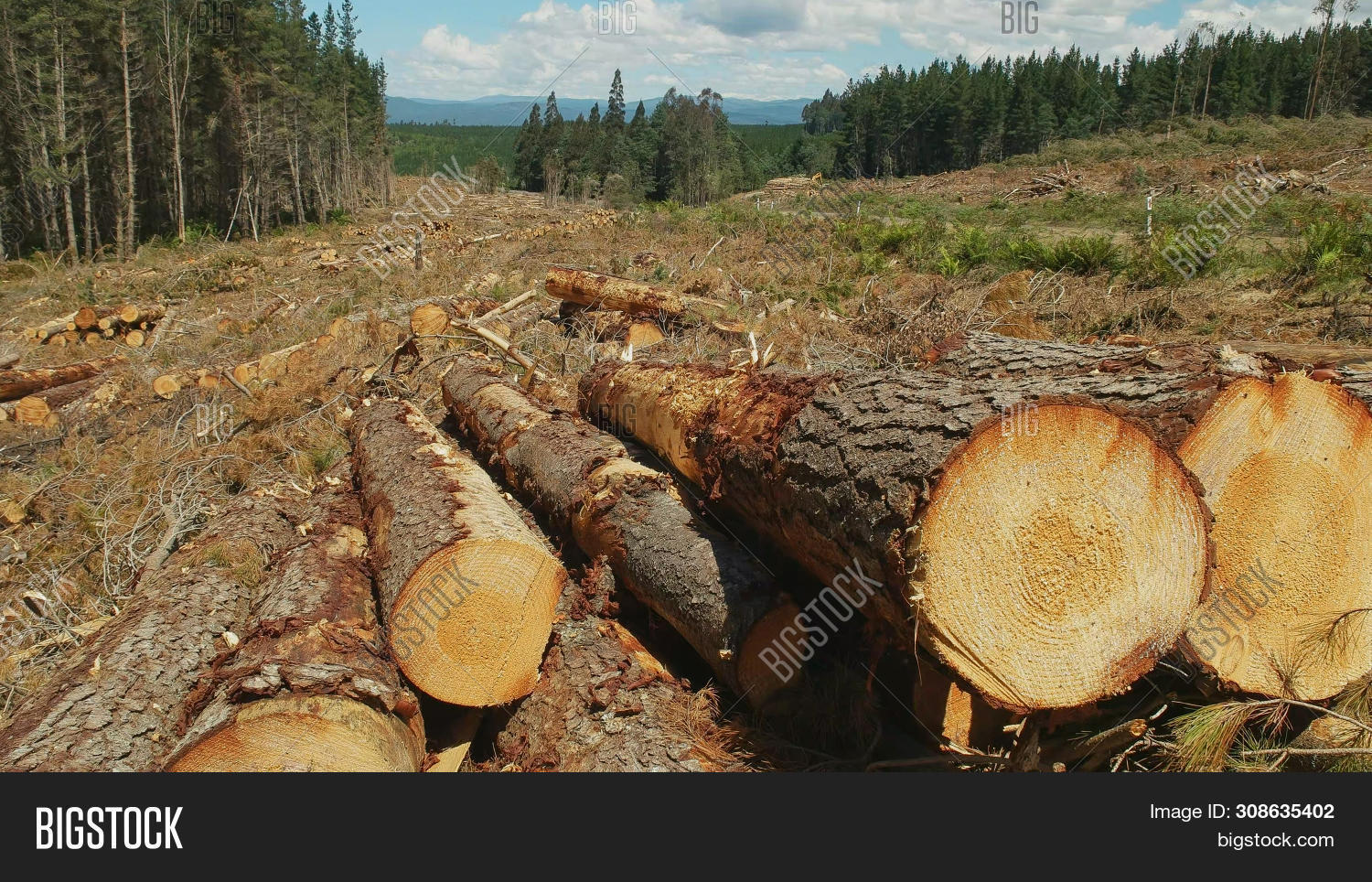 Close Cut Pine Logs Image & Photo (Free Trial) | Bigstock