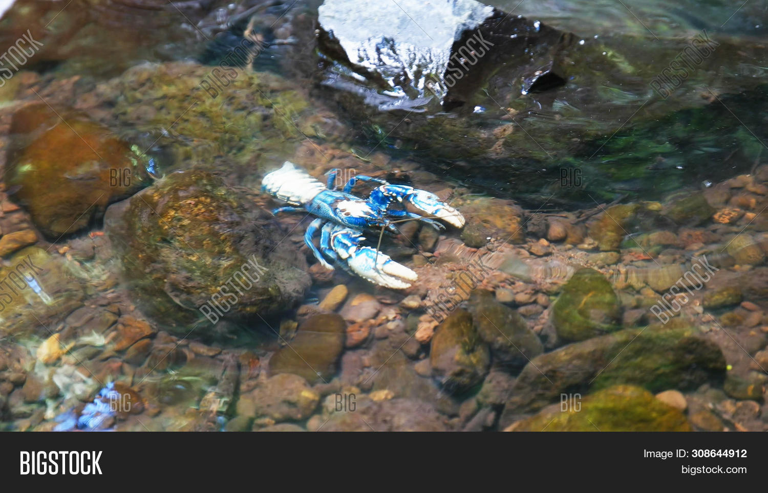 Lamington Spiny Cray Image & Photo (Free Trial) | Bigstock