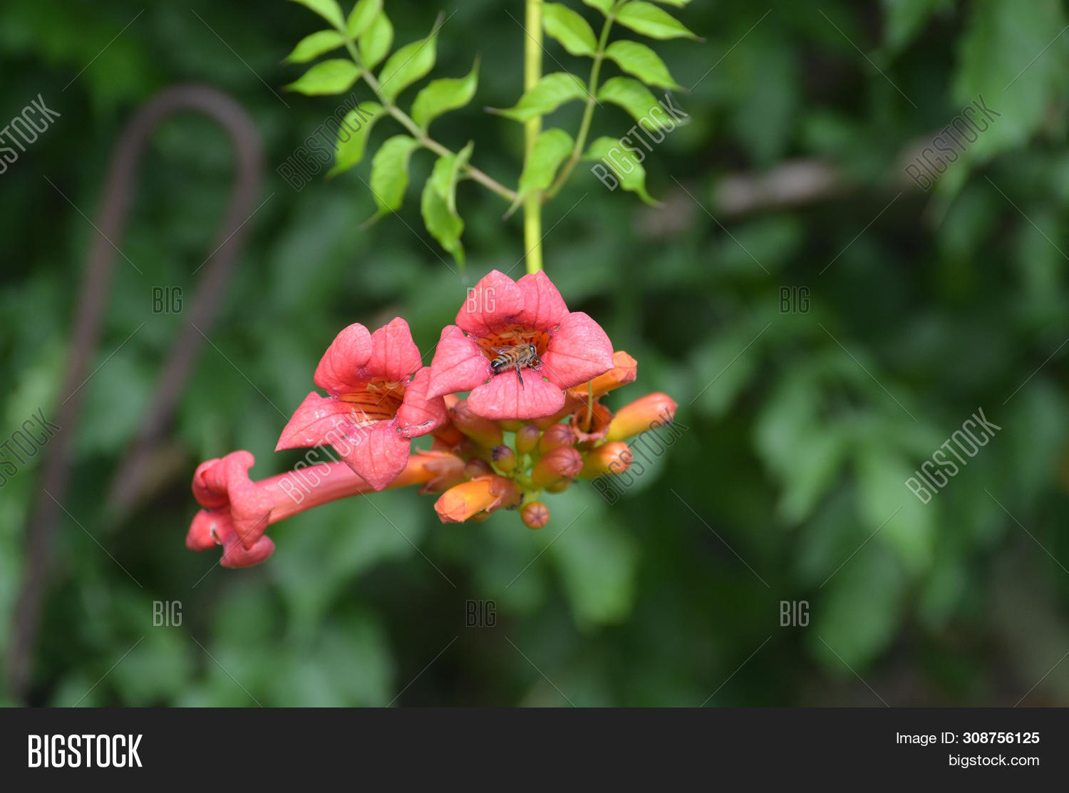 Campsis Tecoma Image & Photo (Free Trial) | Bigstock