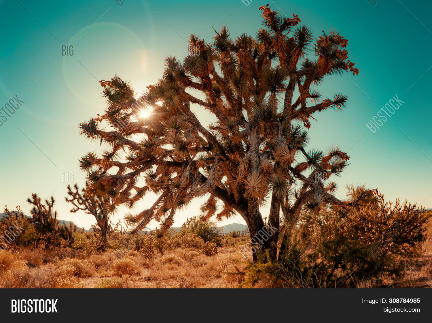 Joshua Tree Cactus Image & Photo (Free Trial) | Bigstock