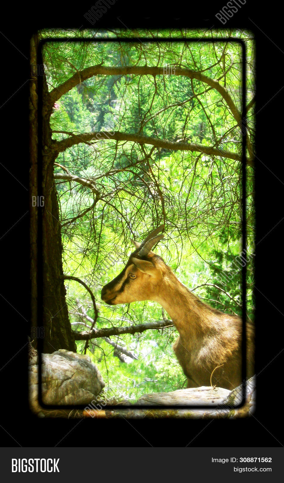 Kri Kri Zoo Samaria Image & Photo (Free Trial) | Bigstock