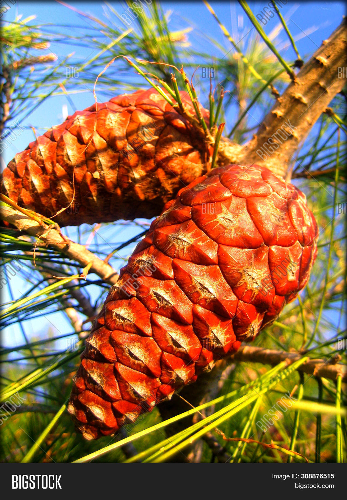 Pinus Tree Fruits Image & Photo (Free Trial) | Bigstock