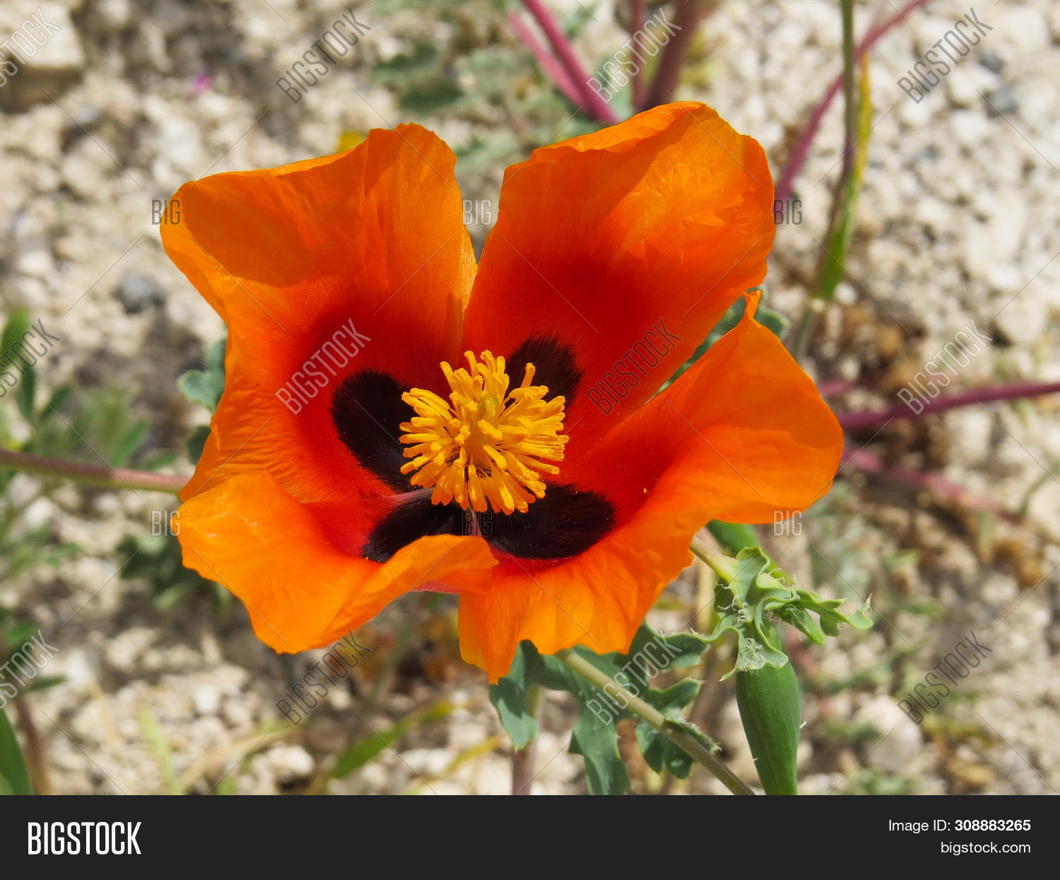 Glaucium Corniculatum Image & Photo (Free Trial) | Bigstock