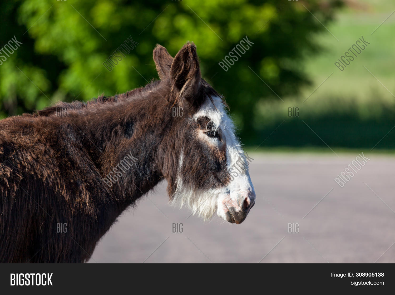Profile Feral Donkey Image & Photo (Free Trial) | Bigstock