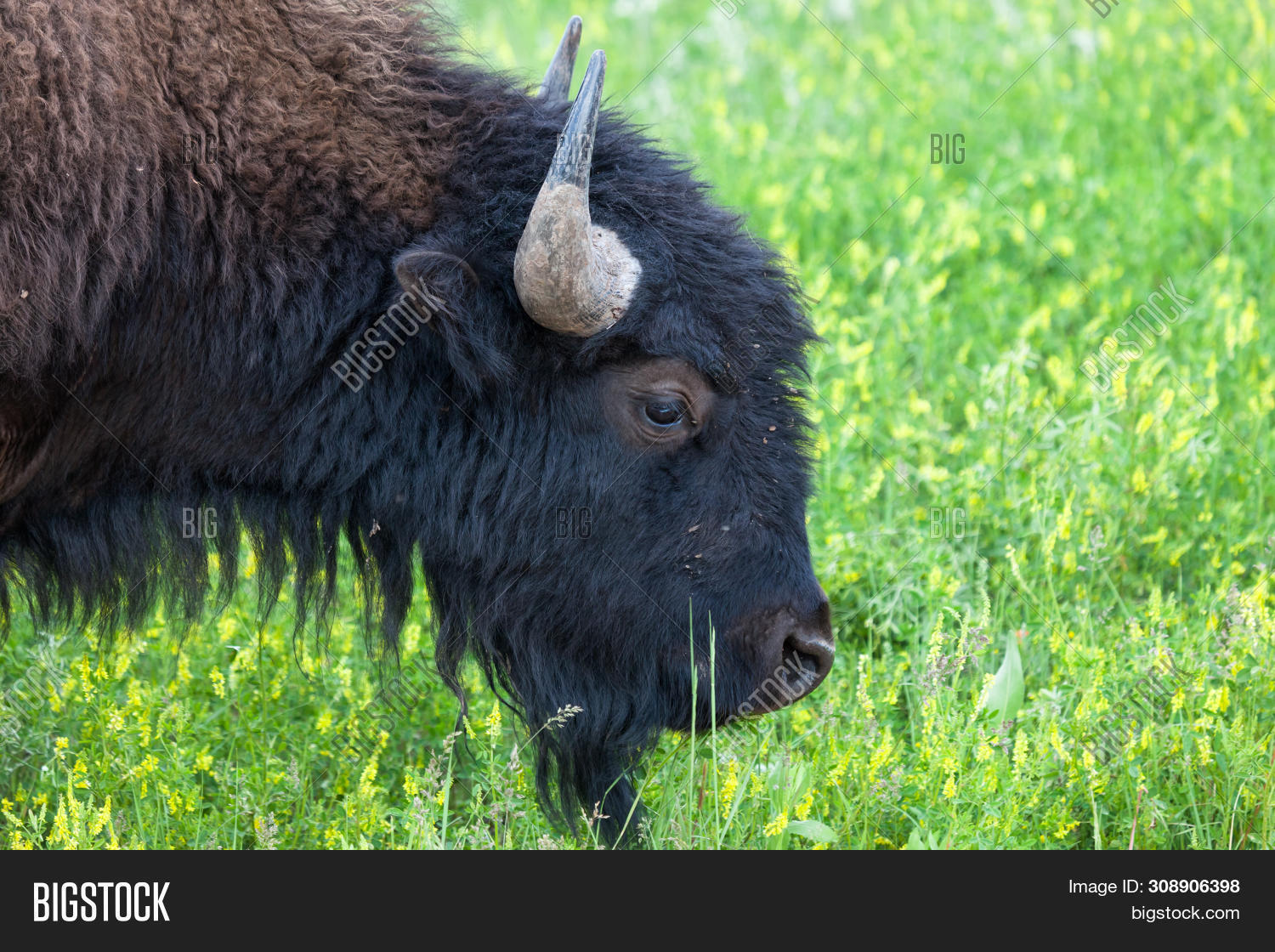 Profile Young Bison Image & Photo (Free Trial) | Bigstock
