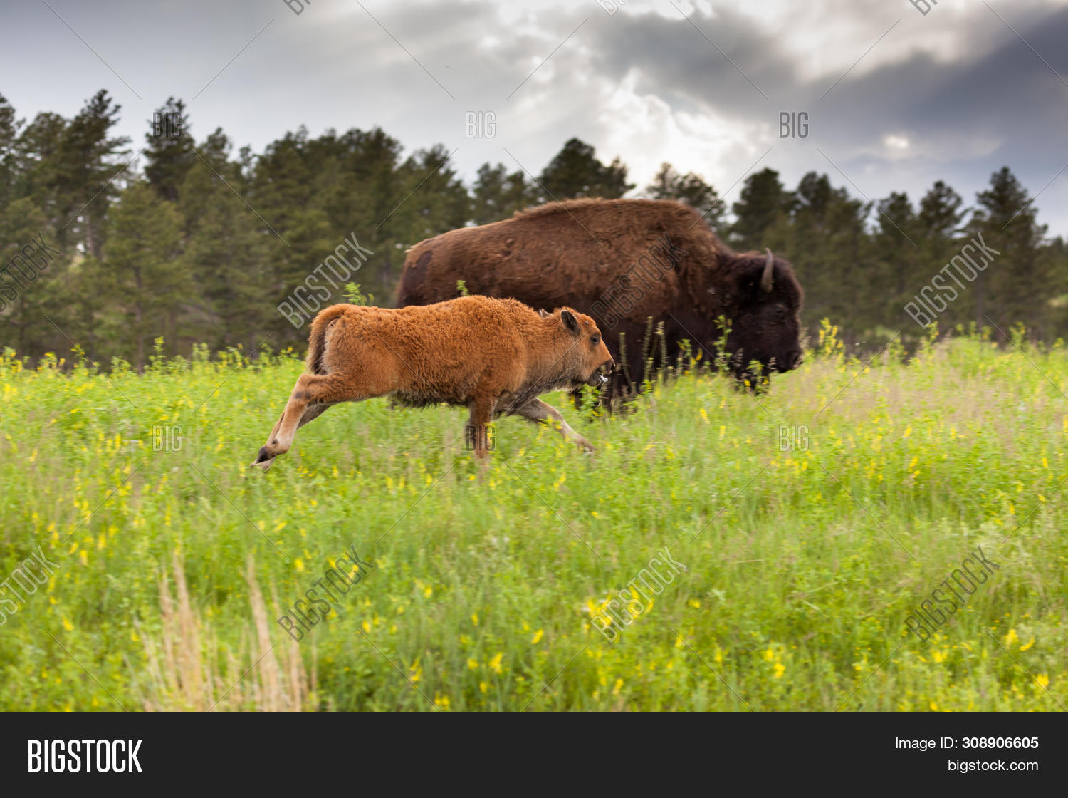 Cute Little Baby Bison Image & Photo (Free Trial) | Bigstock
