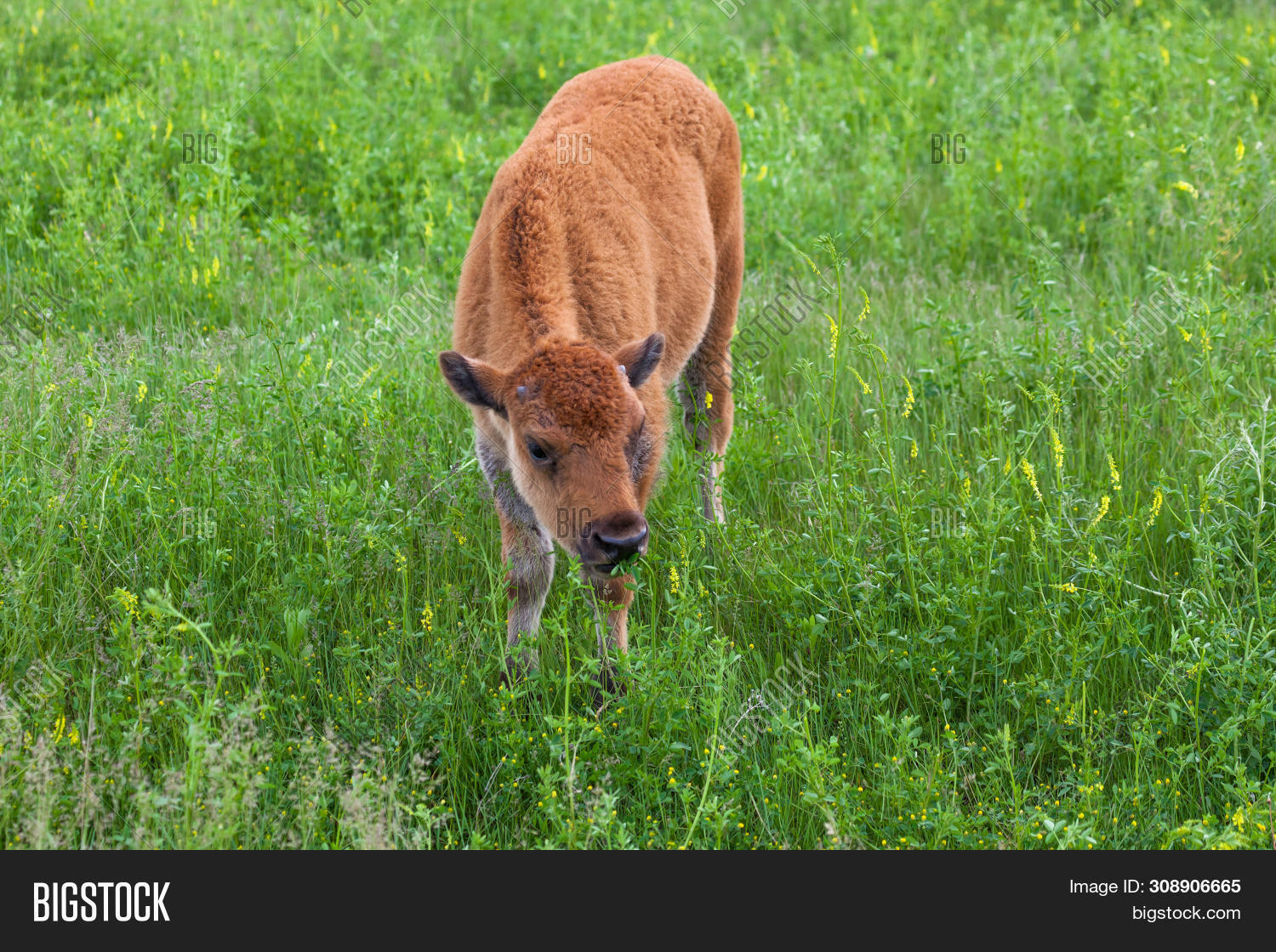 Cute Little Baby Bison Image & Photo (Free Trial) | Bigstock