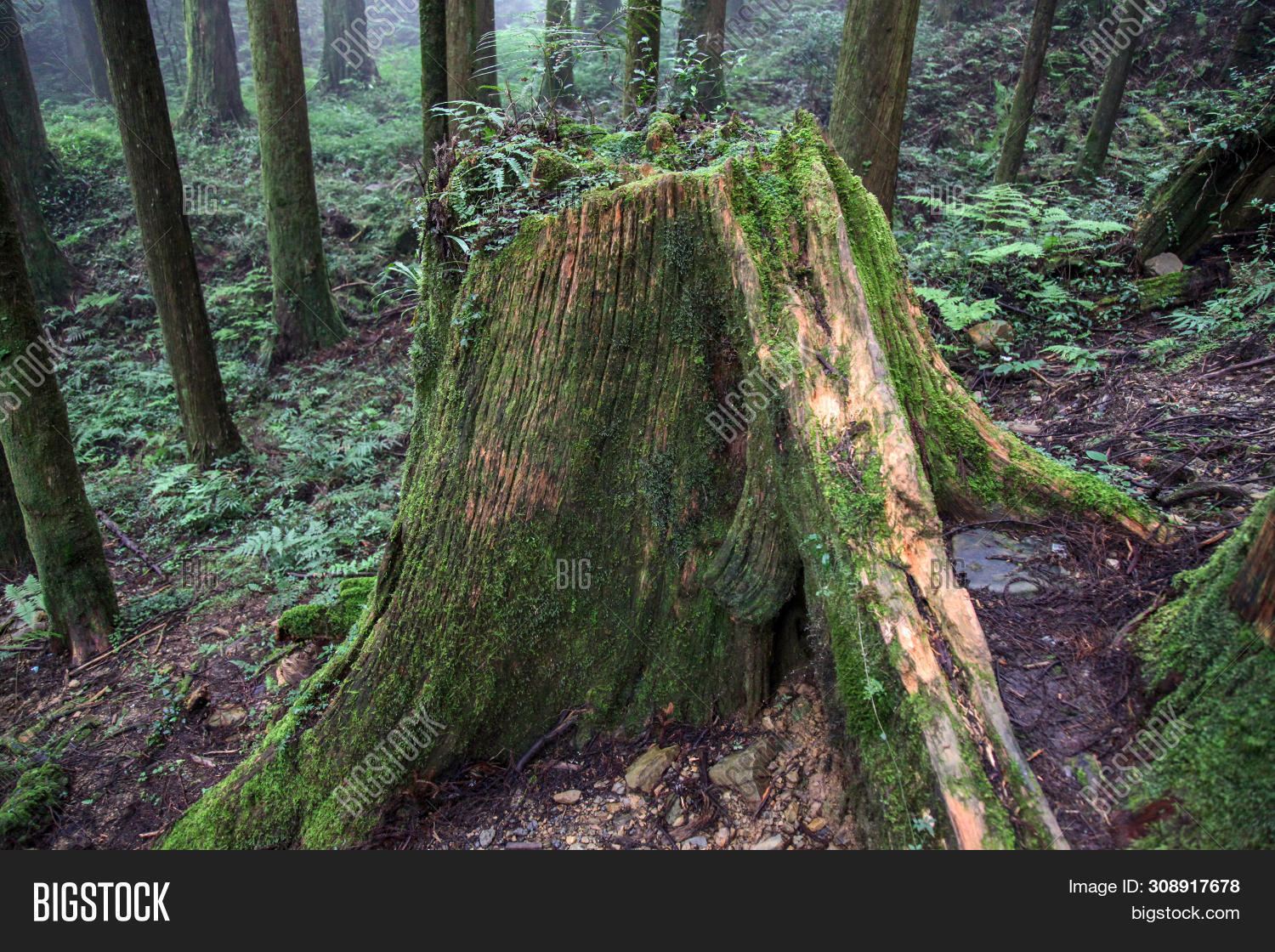 Old Big Tree Alishan Image & Photo (Free Trial) | Bigstock