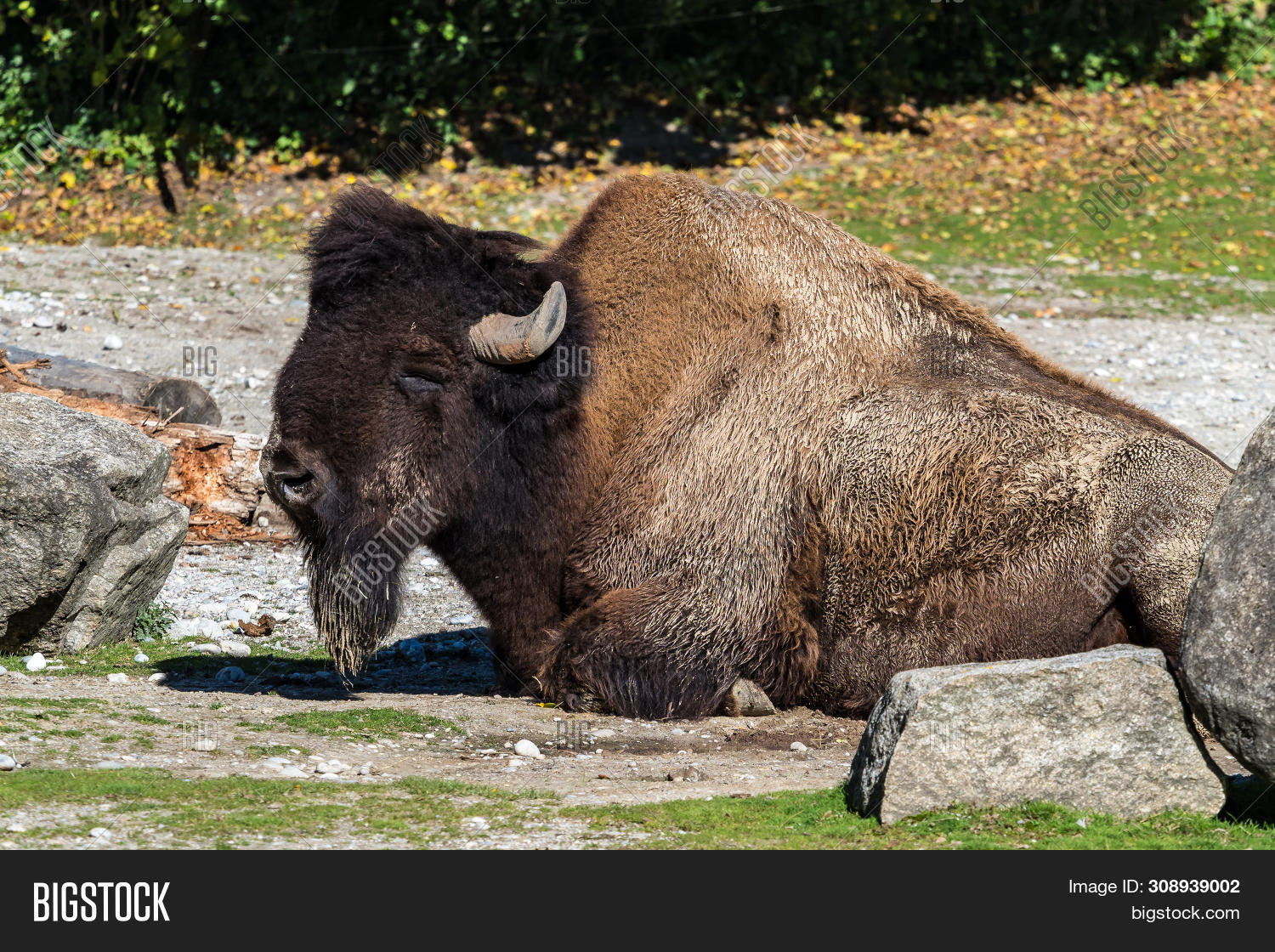 Imagen y foto American Bison (prueba gratis) | Bigstock