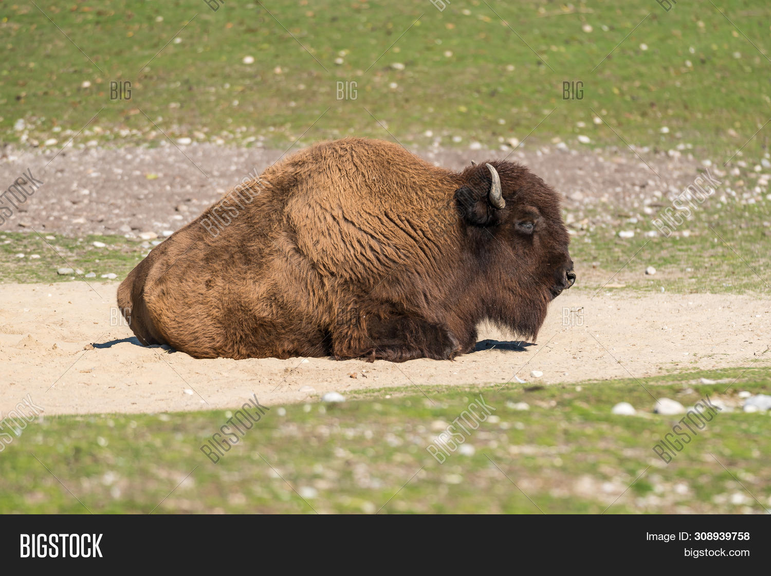 Imagen y foto American Bison (prueba gratis) | Bigstock
