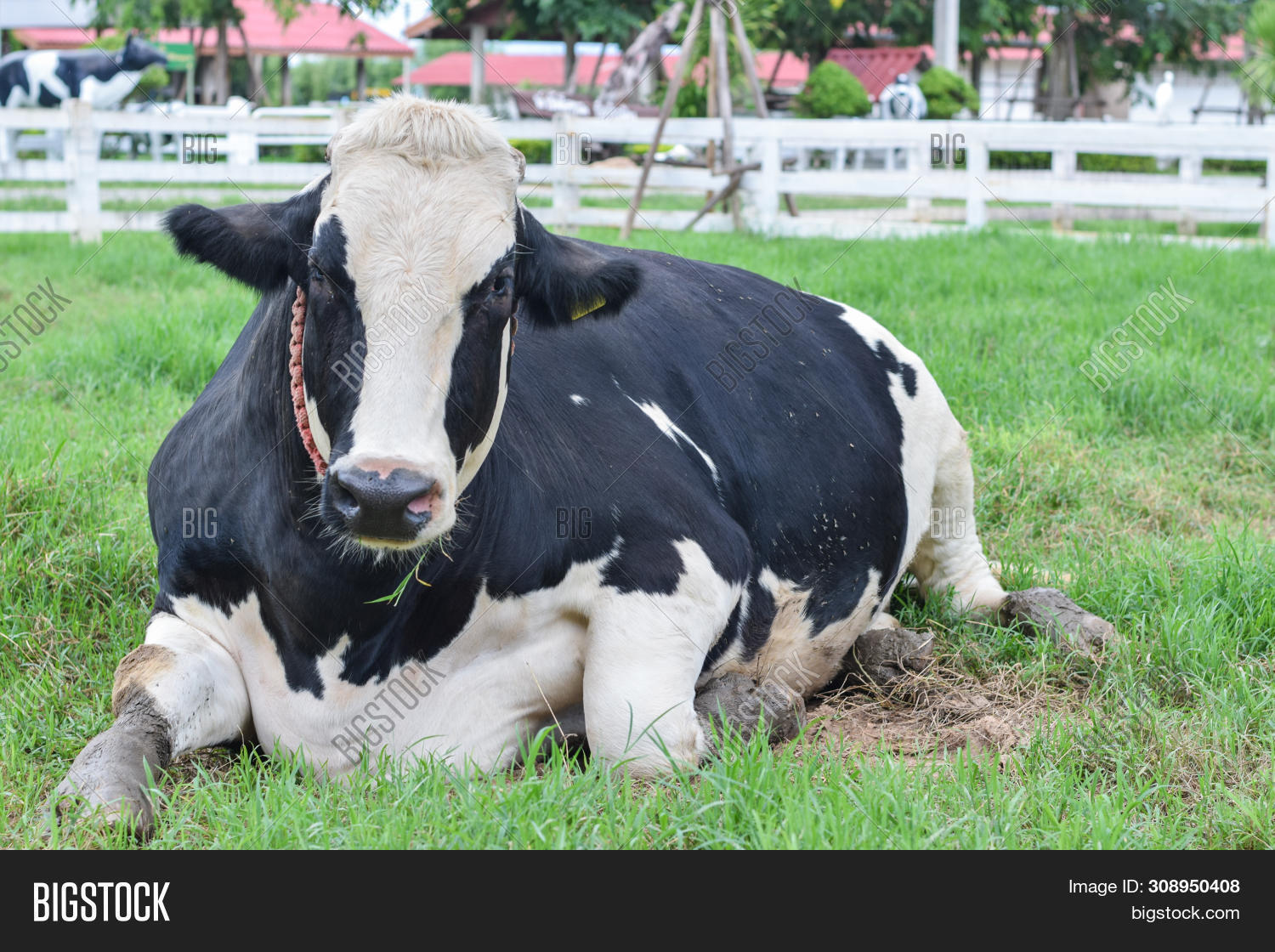 Calf Farm.calves Barn Image & Photo (Free Trial) | Bigstock