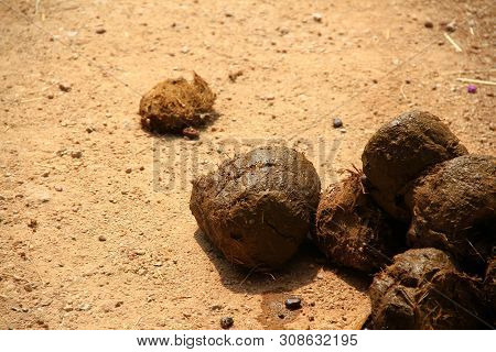 Fresh Elephant's Feces Image & Photo (Free Trial) | Bigstock