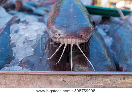 Close Dead Catfish Image & Photo (Free Trial) | Bigstock